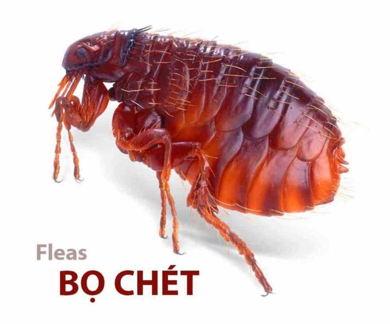 Bọ chét là gì? Đặc điểm và những tác hại cho sức khỏe - dieuquanhta.net ...