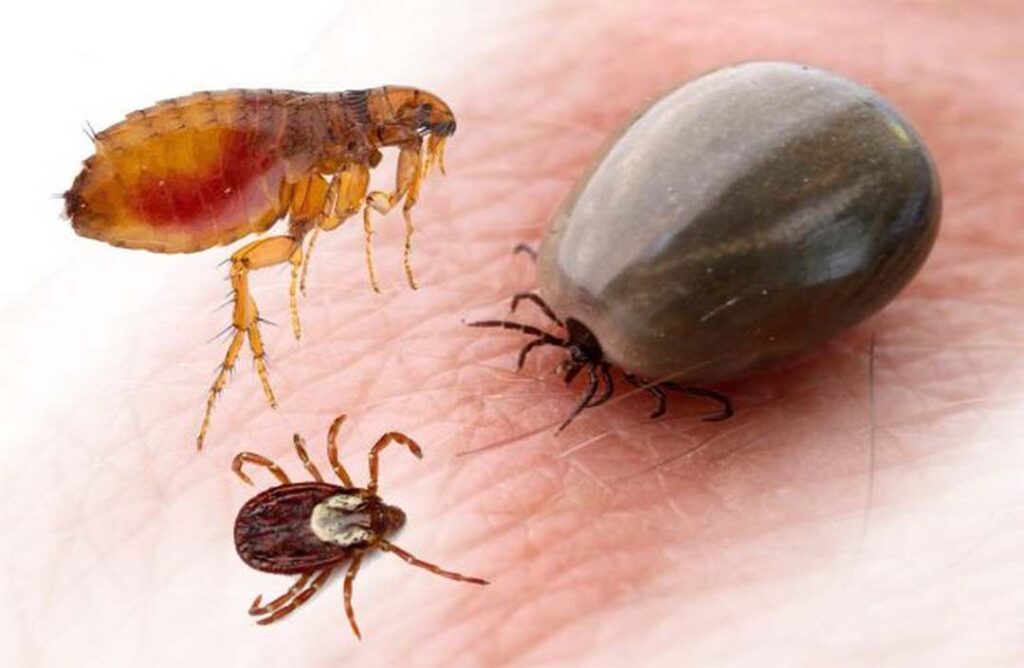 Bọ chét là gì? Đặc điểm và những tác hại cho sức khỏe - dieuquanhta.net ...