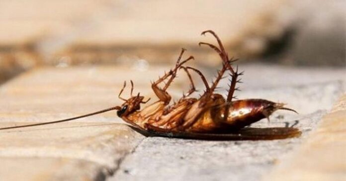 Con gián: Đặc điểm, vòng đời và mẹo diệt gián hiệu quả - dieuquanhta ...