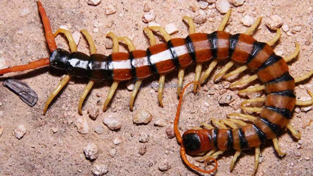 Đặc điểm của loài rết và những tập tính đặc biệt của rết - dieuquanhta ...